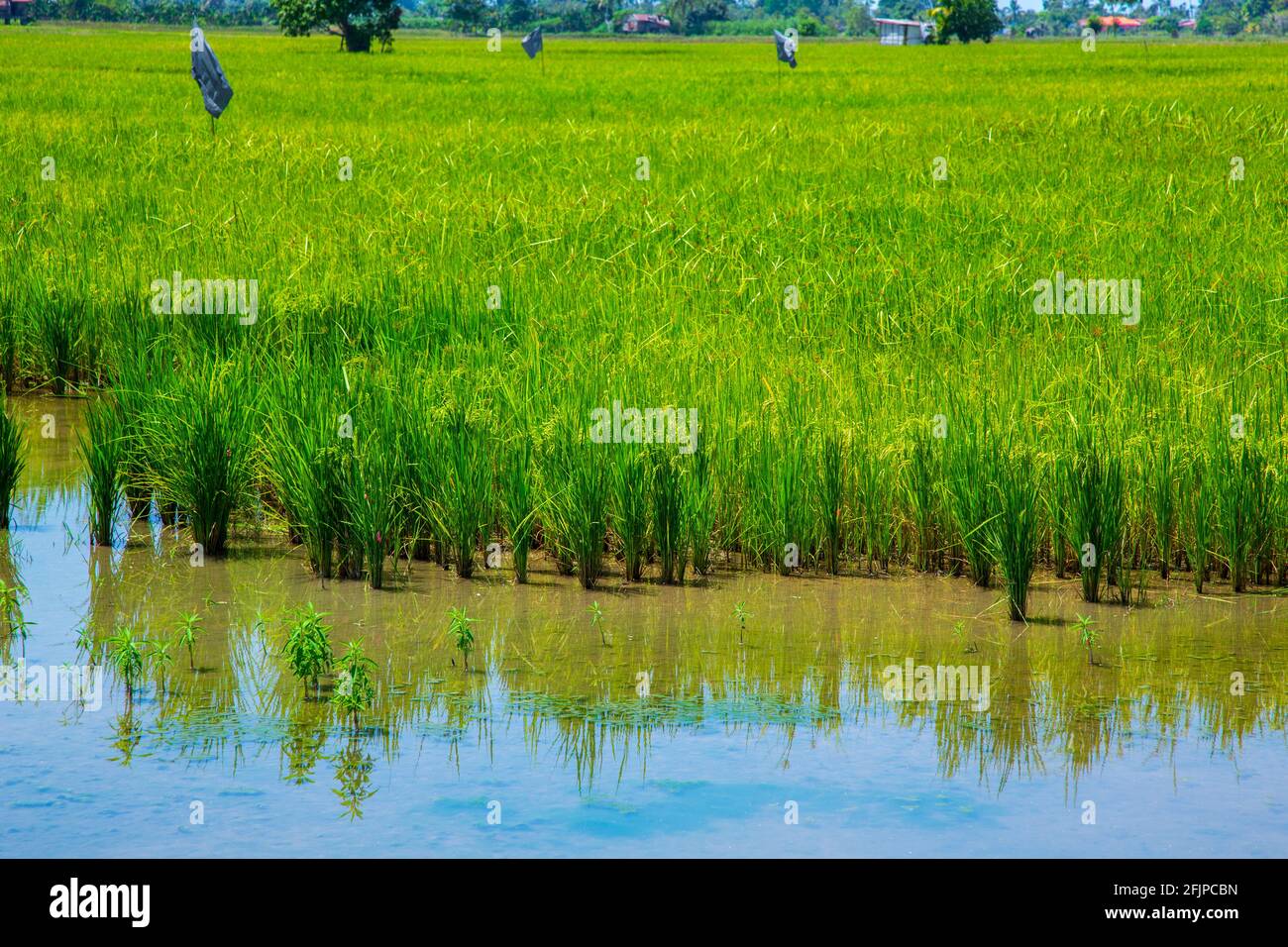 Beautiful Green yellow paddy field during sunrise golden hour at Kota ...