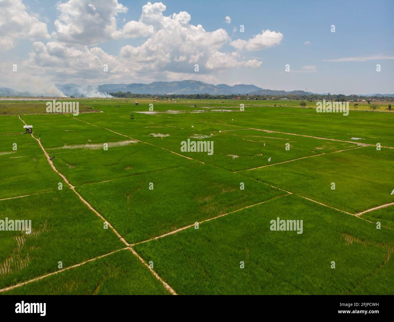 Beautiful Aerial Drone image of fresh young green paddy rice field in ...