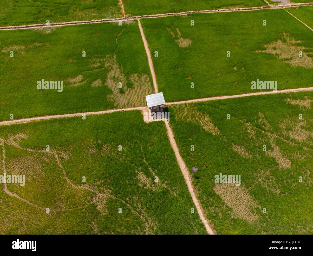 Beautiful Aerial Drone image of fresh young green paddy rice field in ...