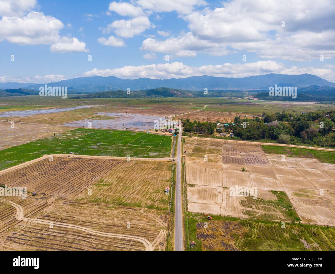 Beautiful Aerial Drone image of fresh young green paddy rice field in ...