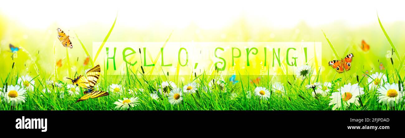 Flying butterfly in spring morning. Panoramic view Stock Photo - Alamy