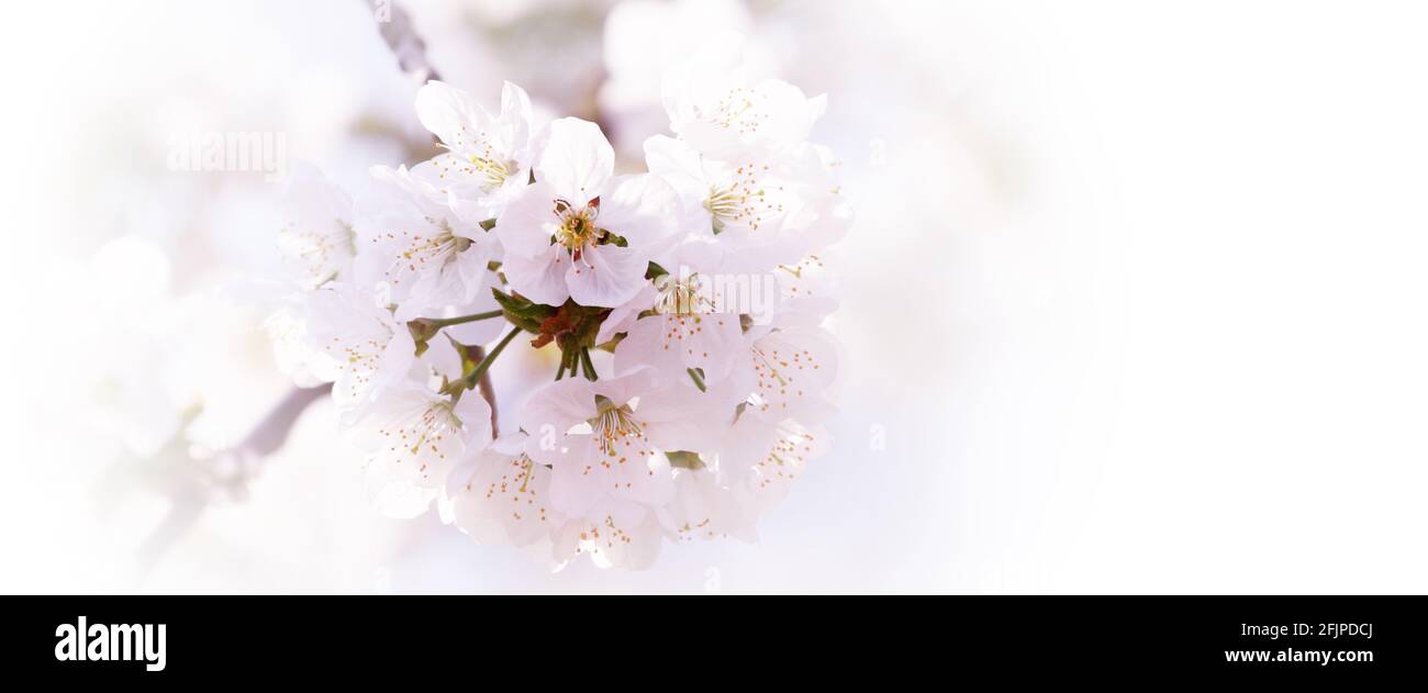 Beautiful nature scene with blooming flowers tree Stock Photo - Alamy