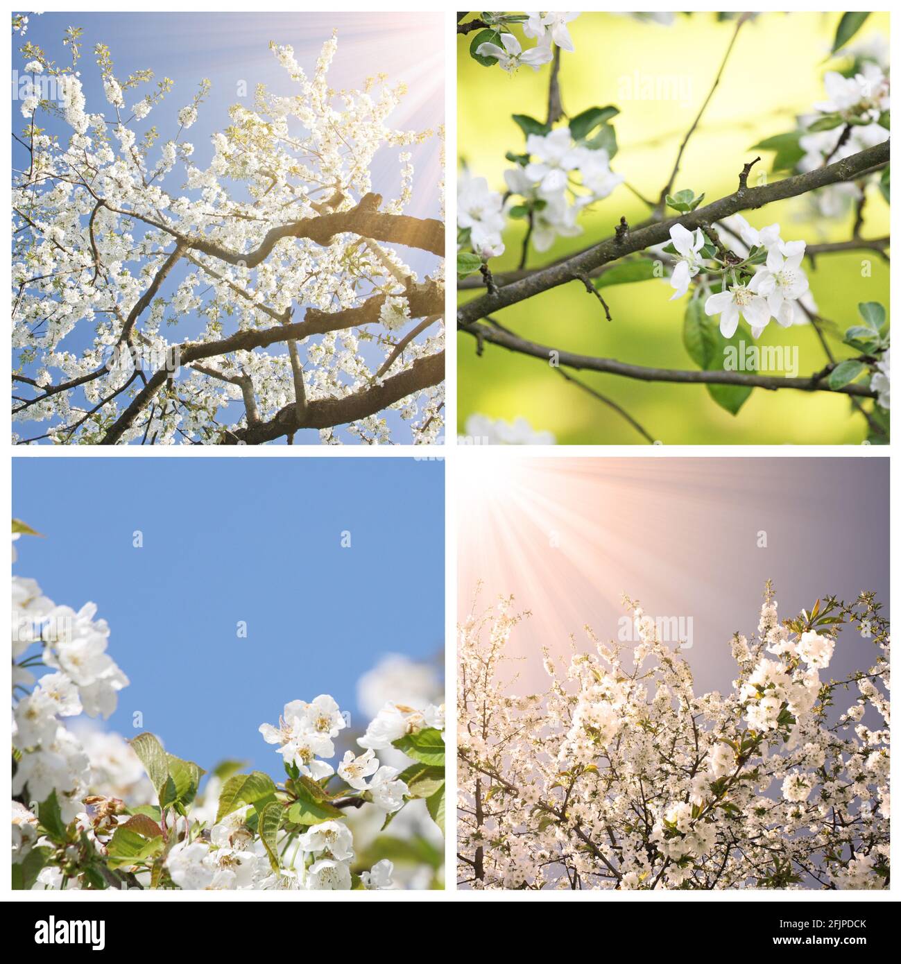 Beautiful nature scene with blooming flowers tree Stock Photo - Alamy