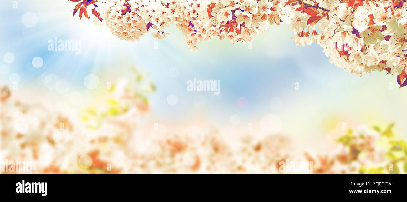 Beautiful nature scene with blooming flowers tree Stock Photo - Alamy