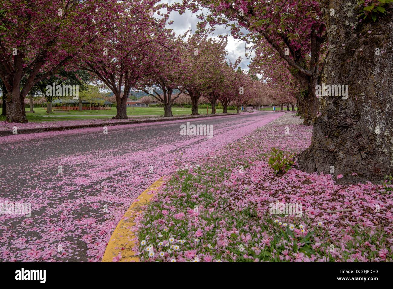 Spring bloom in a park colorful landscape Oregon Stock Photo - Alamy