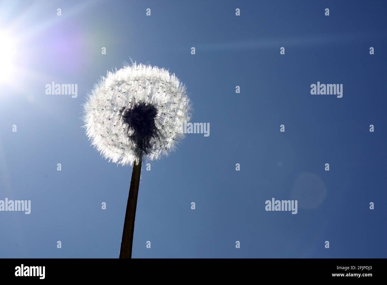 Beautiful dreamy spring nature background with dandelion Stock Photo ...