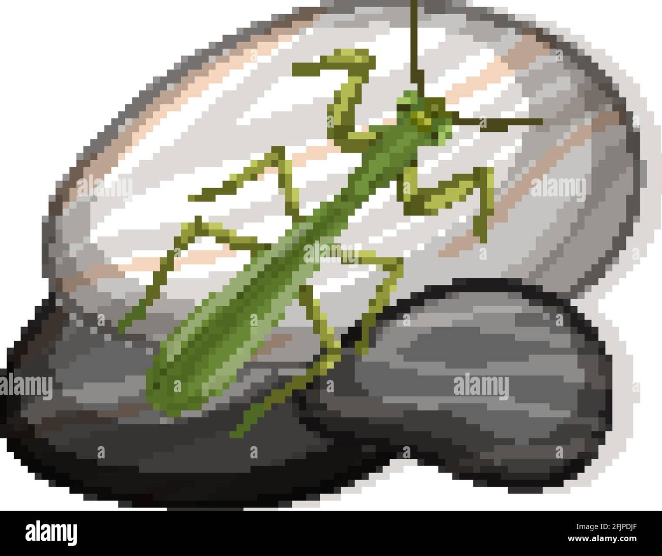 Top view of mantis on a stone on white background illustration Stock ...