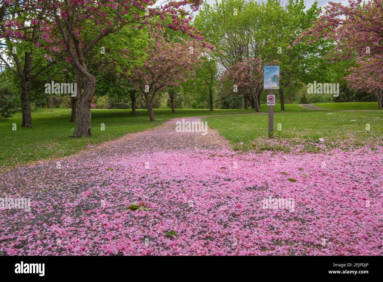 Spring bloom in a park colorful landscape Oregon Stock Photo - Alamy