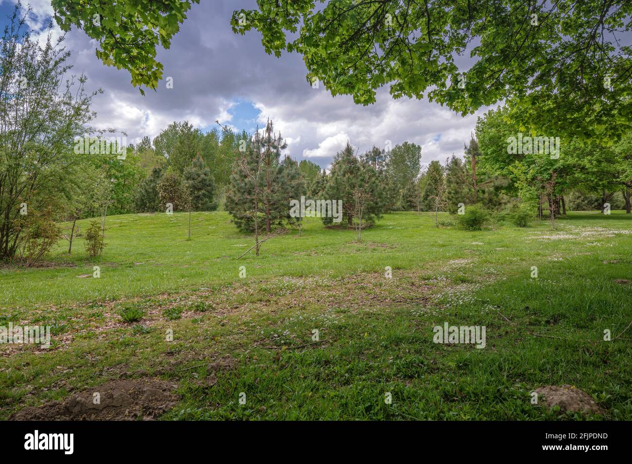 Spring bloom in a park colorful landscape Oregon Stock Photo - Alamy