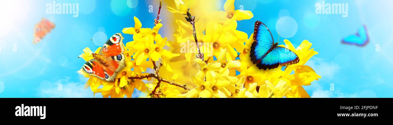 Beautiful nature scene with blooming flowers tree Stock Photo - Alamy