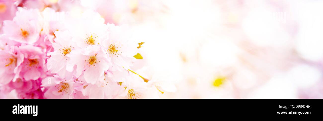 Beautiful nature scene with blooming flowers tree Stock Photo - Alamy