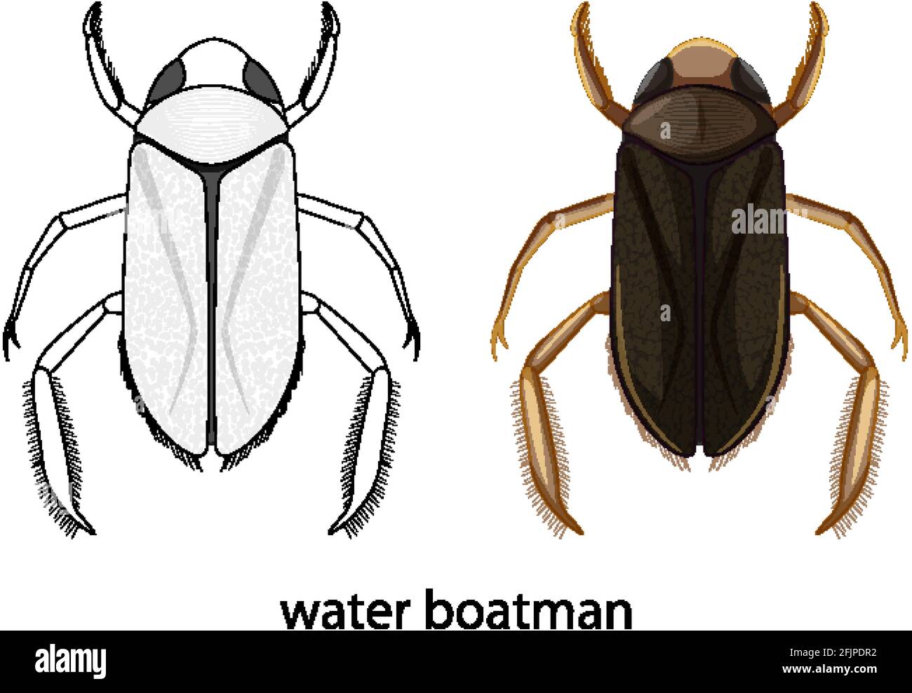 Water Boatman Drawing