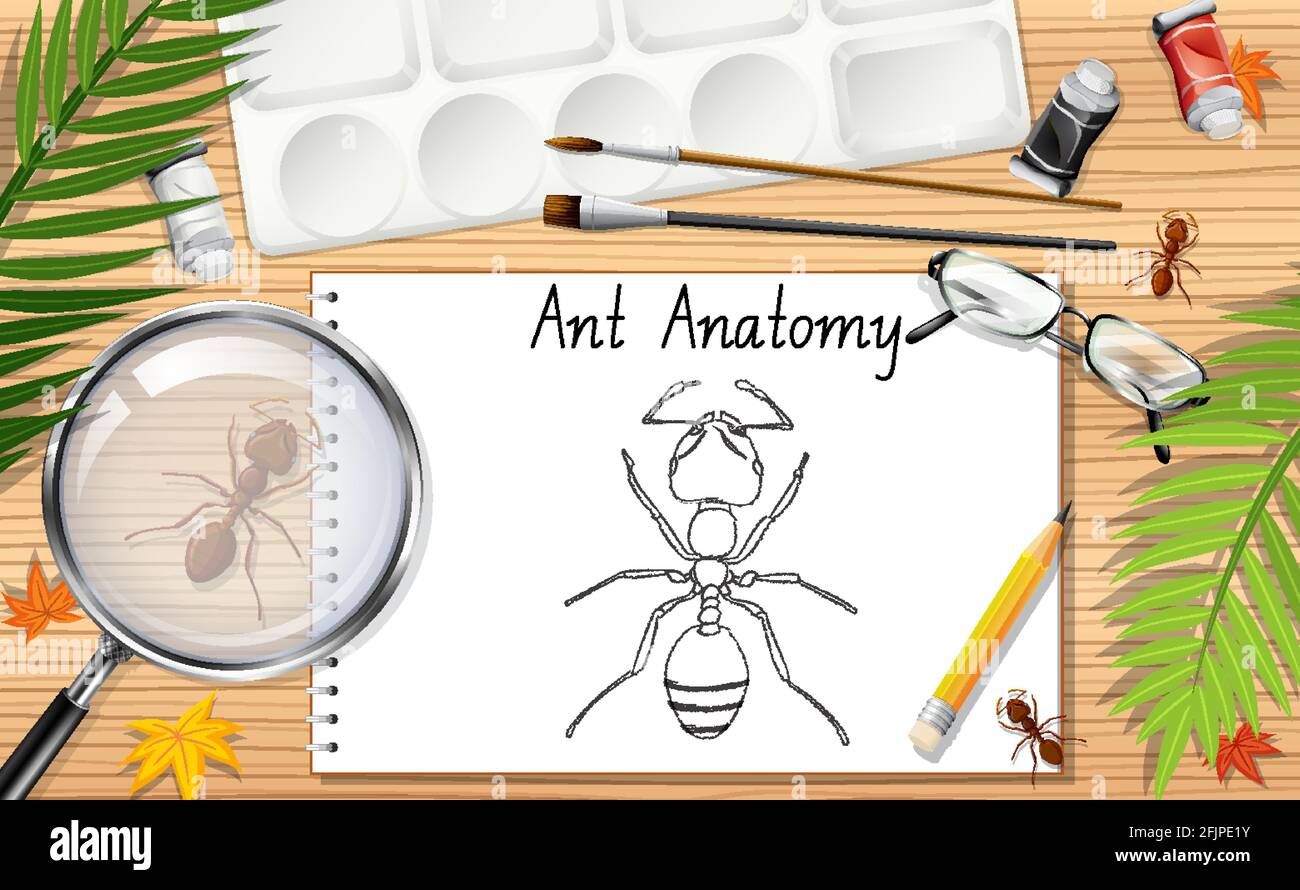 A doodle drawing of ant anatomy illustration Stock Vector Image & Art ...