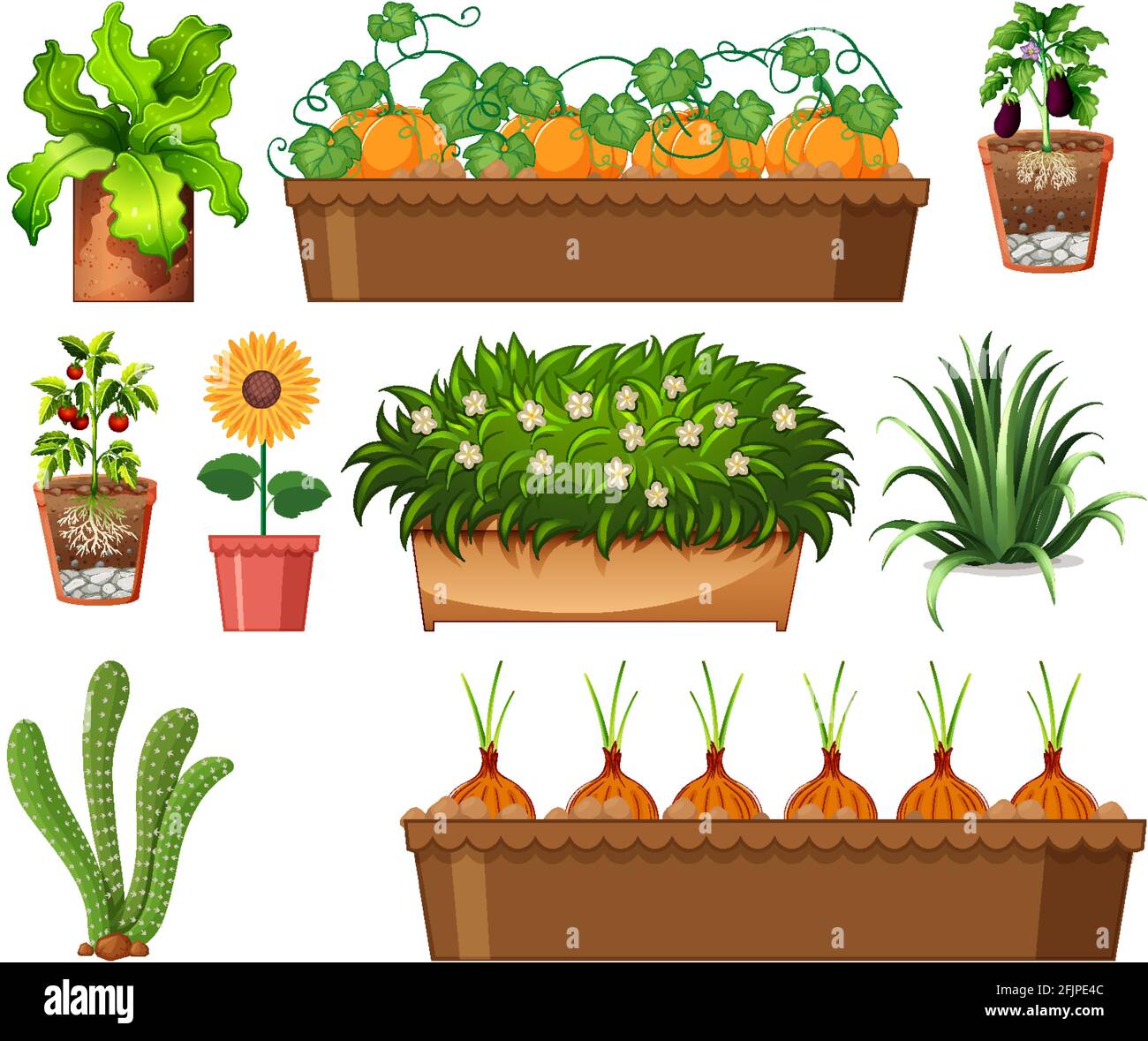 Set of different plants in pots isolated on white background ...