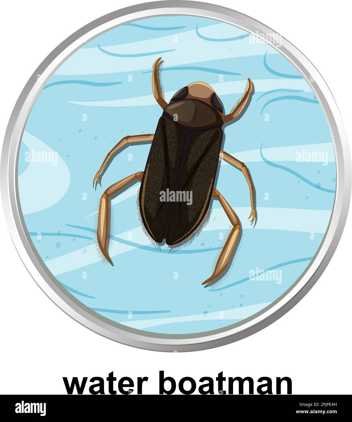 Top view of water boatman on the water illustration Stock Vector Image ...