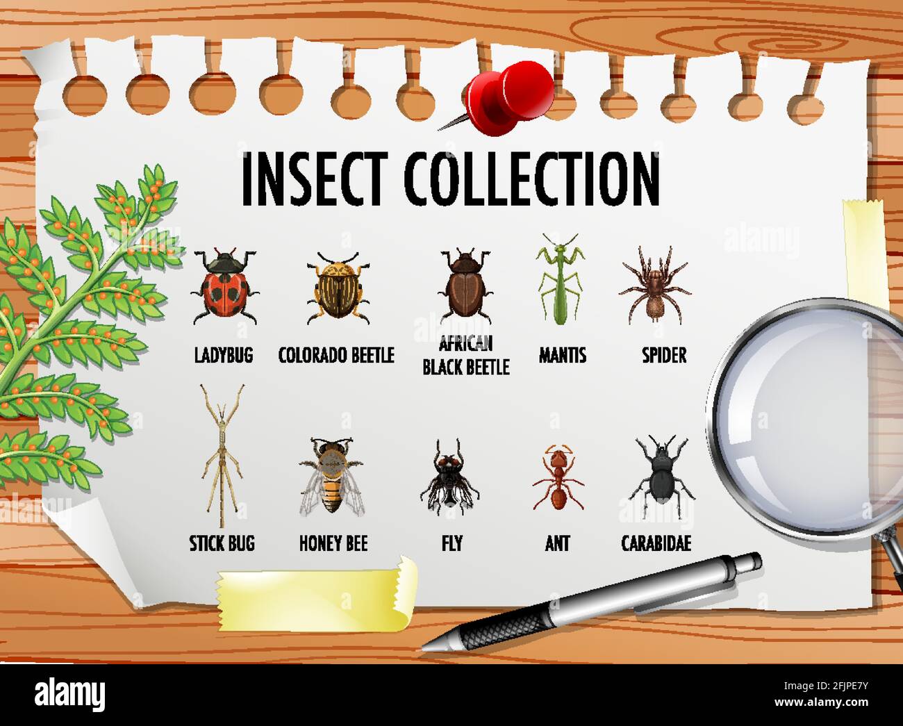 Set of insect collection with stationary elements on the table ...
