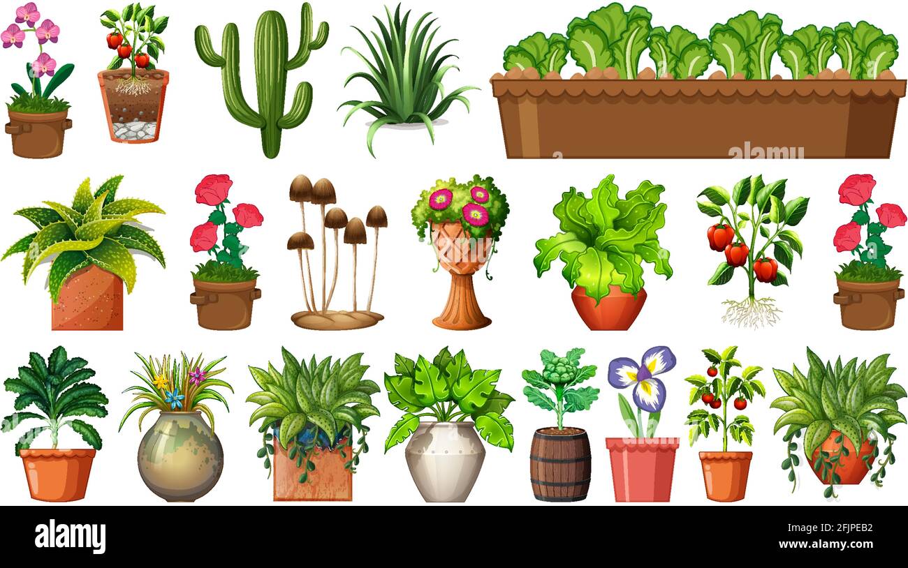 Set of different plants in pots isolated on white background ...