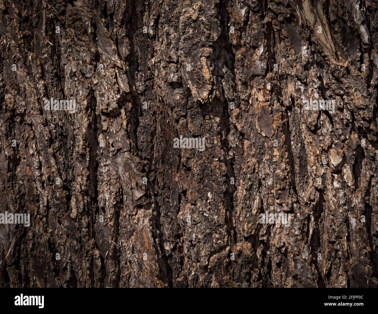 Bark old walnut tree hi-res stock photography and images - Alamy