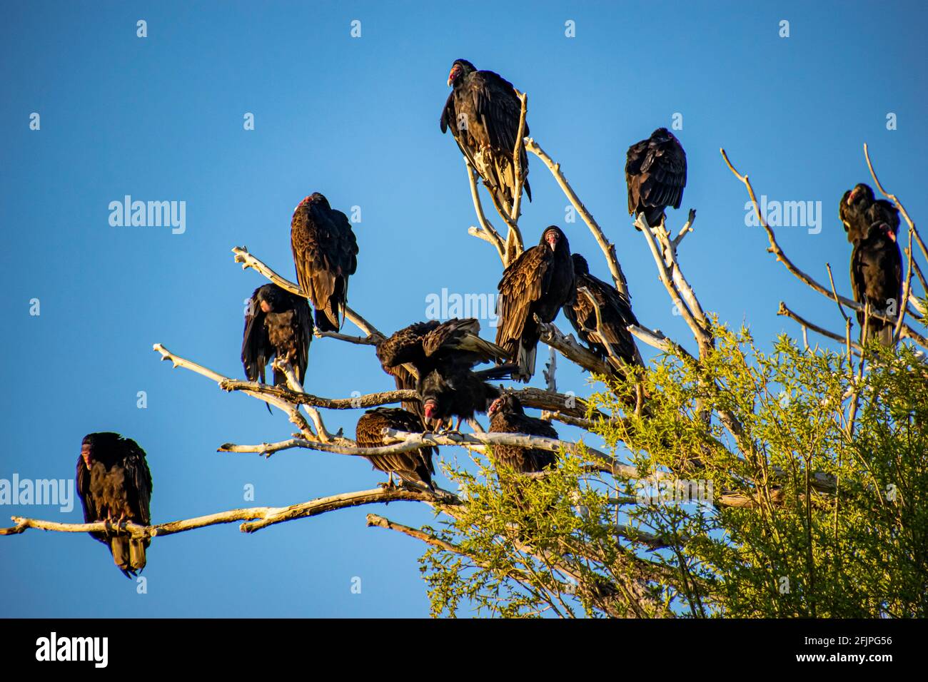 Turkey vultures desert hi-res stock photography and images - Alamy