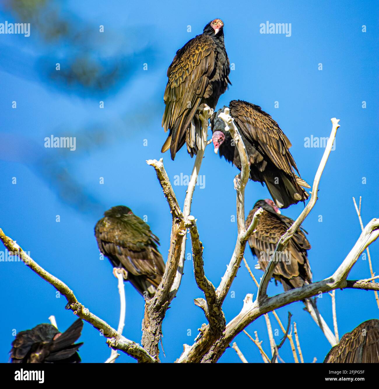 Vultures desert hi-res stock photography and images - Alamy