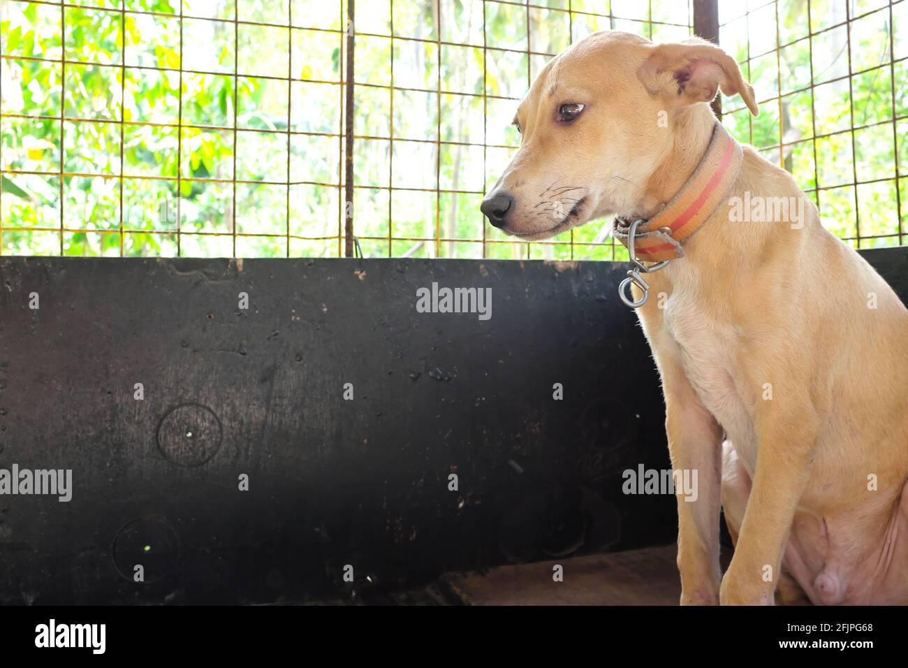 Loss of a dog hi-res stock photography and images - Alamy
