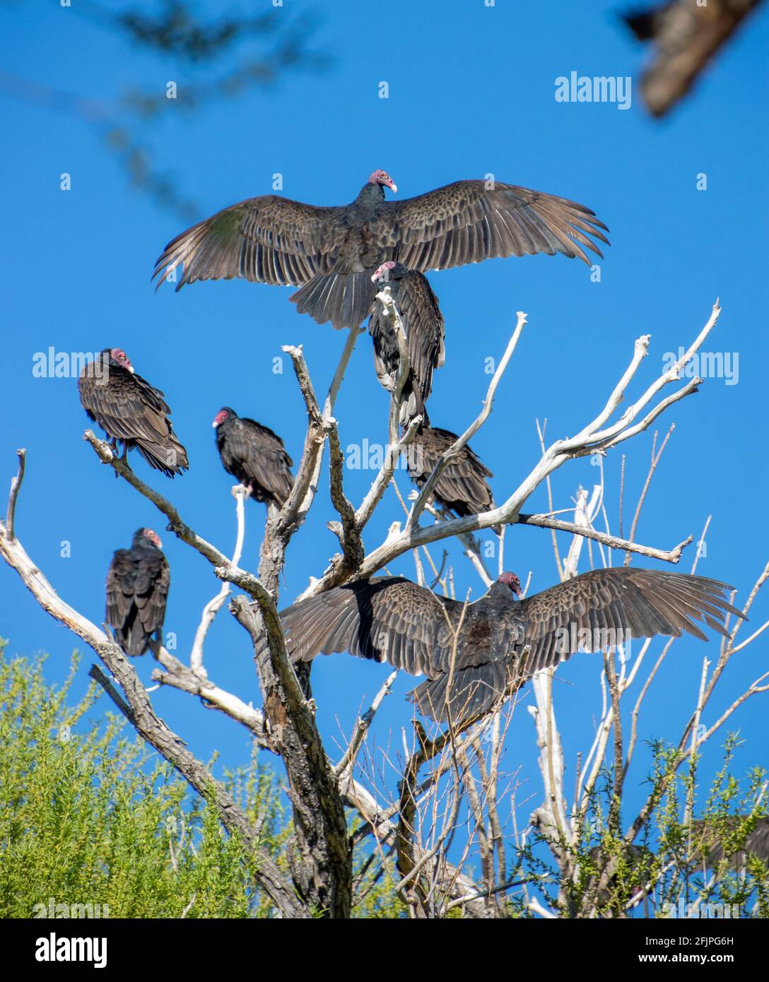Turkey vultures desert hi-res stock photography and images - Alamy
