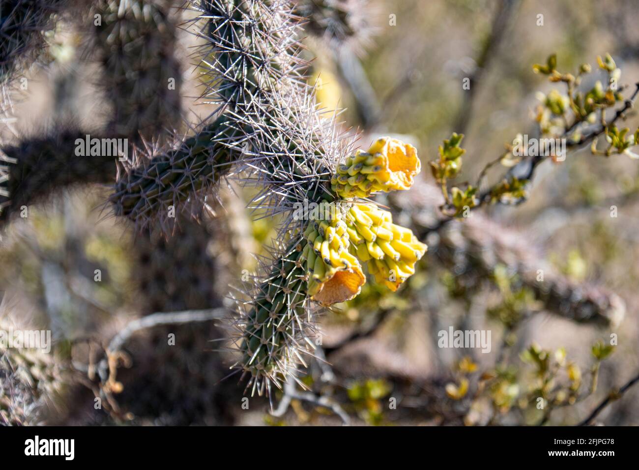 Jumping cactus hi-res stock photography and images - Alamy
