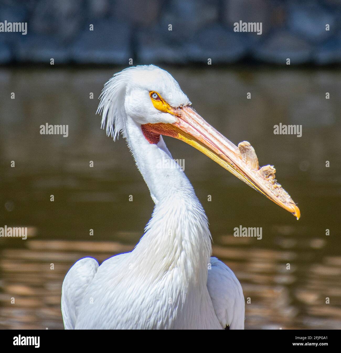 Pelican hair hi-res stock photography and images - Alamy