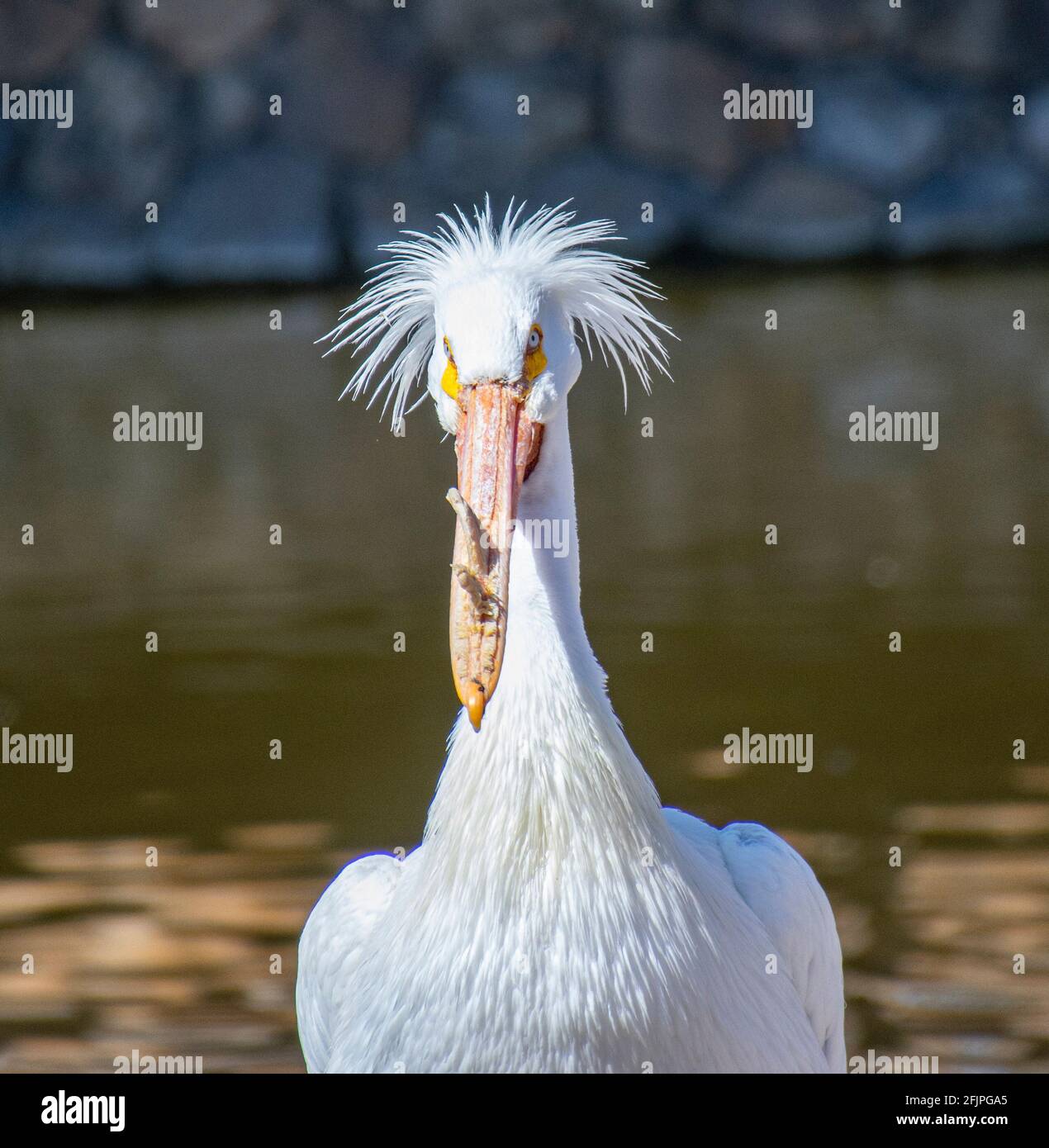 Pelican hair hi-res stock photography and images - Alamy
