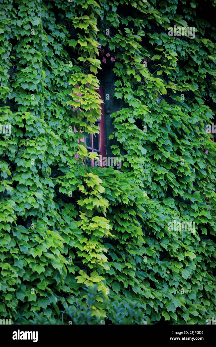 CHENGDU, CHINA - APRIL 20, 2021 - Buildings are surrounded by green ...