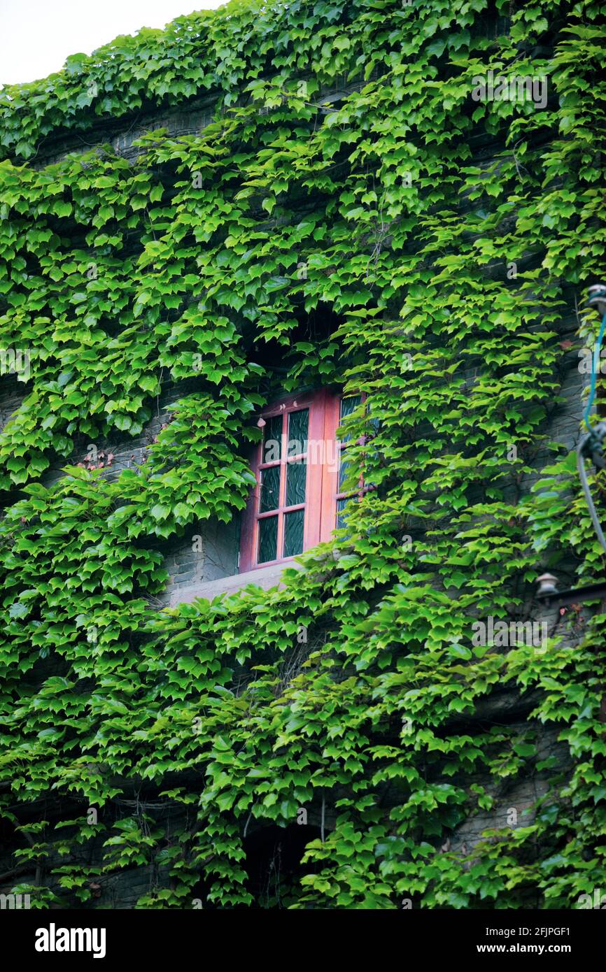 CHENGDU, CHINA - APRIL 20, 2021 - Buildings are surrounded by green ...