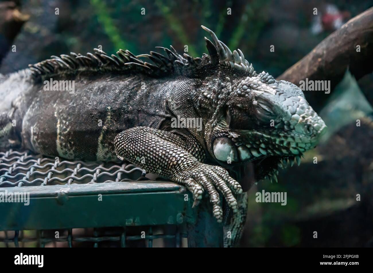 The detail of the tuberculate scales of a Green iguana (Iguana iguana ...