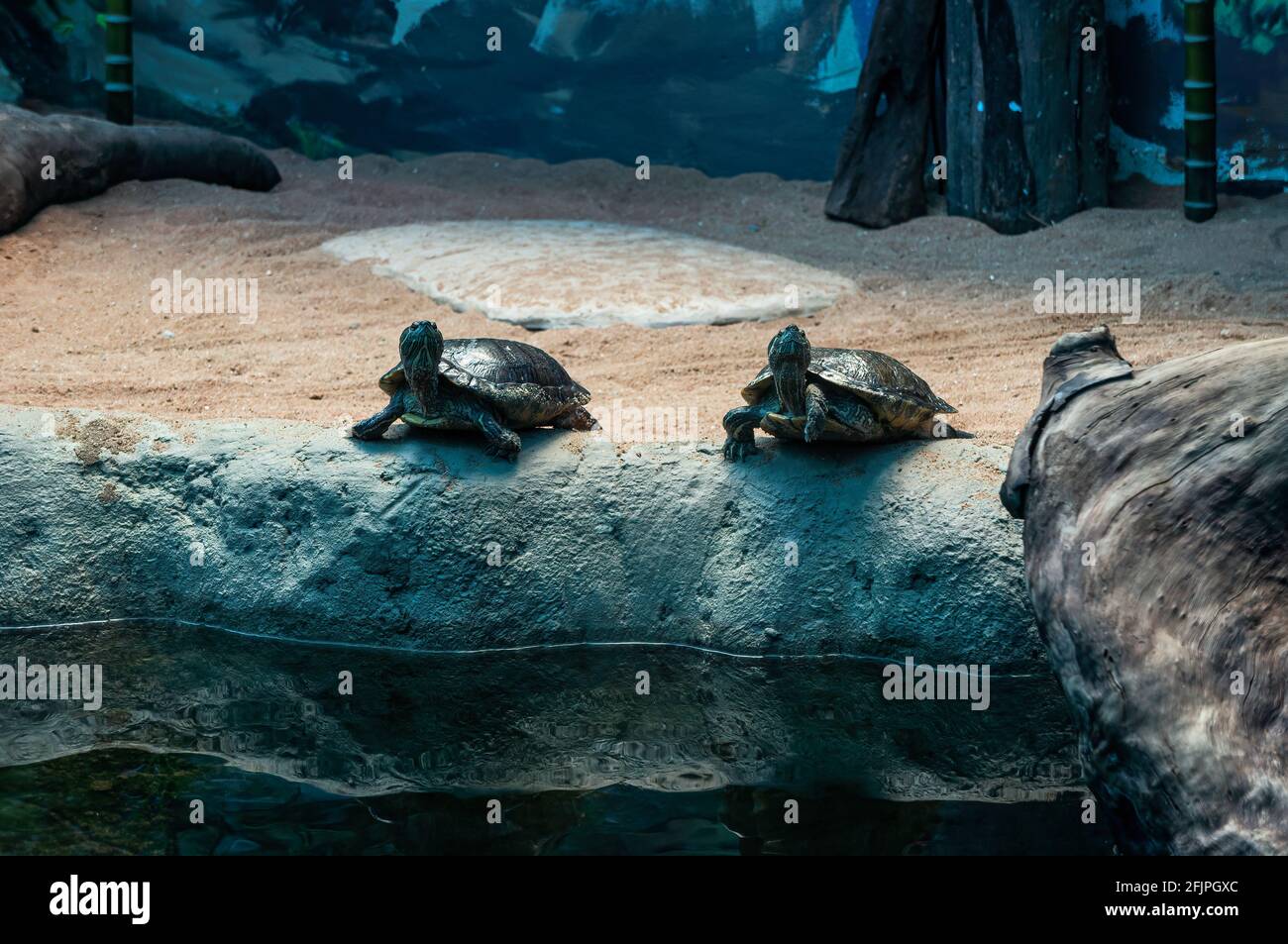 Dorbignys slider turtle hi-res stock photography and images - Alamy