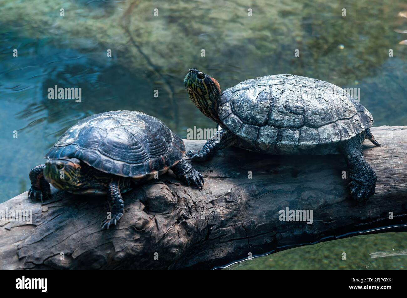 A Red-eared slider (Trachemys scripta elegans - semiaquatic turtle ...