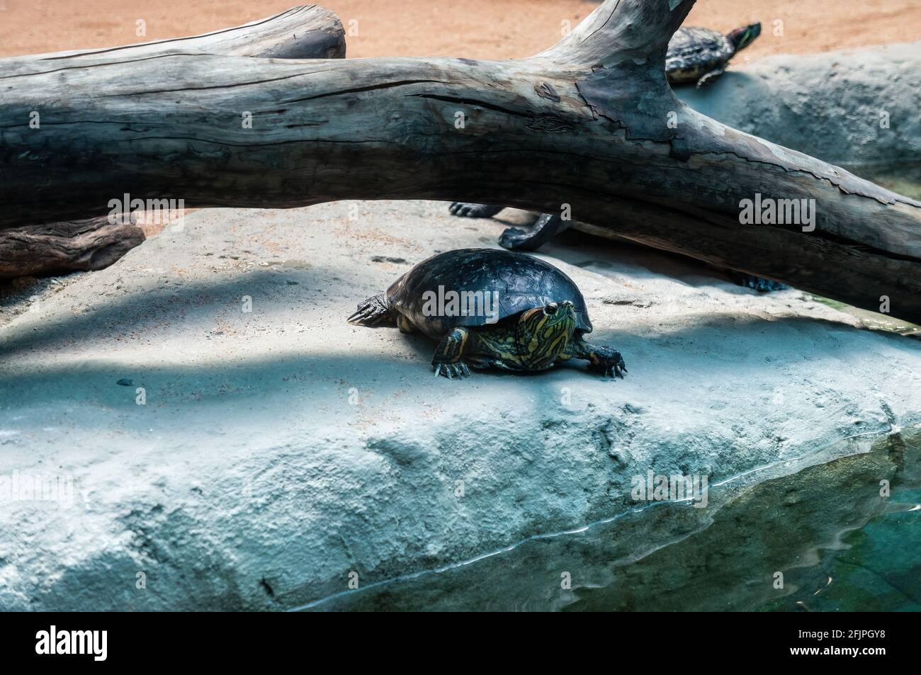 A Red-eared slider (Trachemys scripta elegans - semiaquatic turtle ...