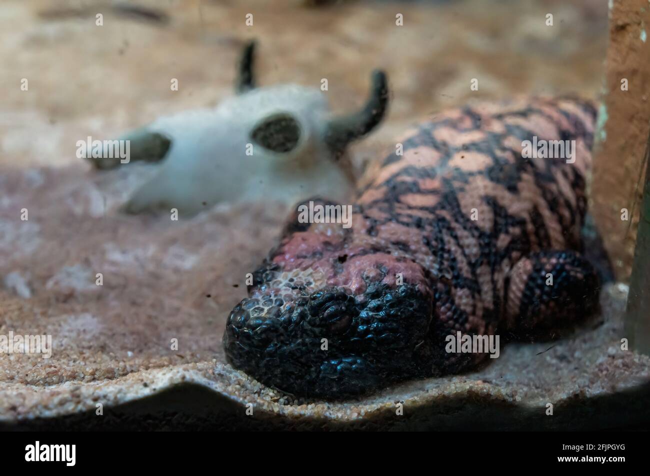 Heloderma suspectum suspectum hi-res stock photography and images - Alamy