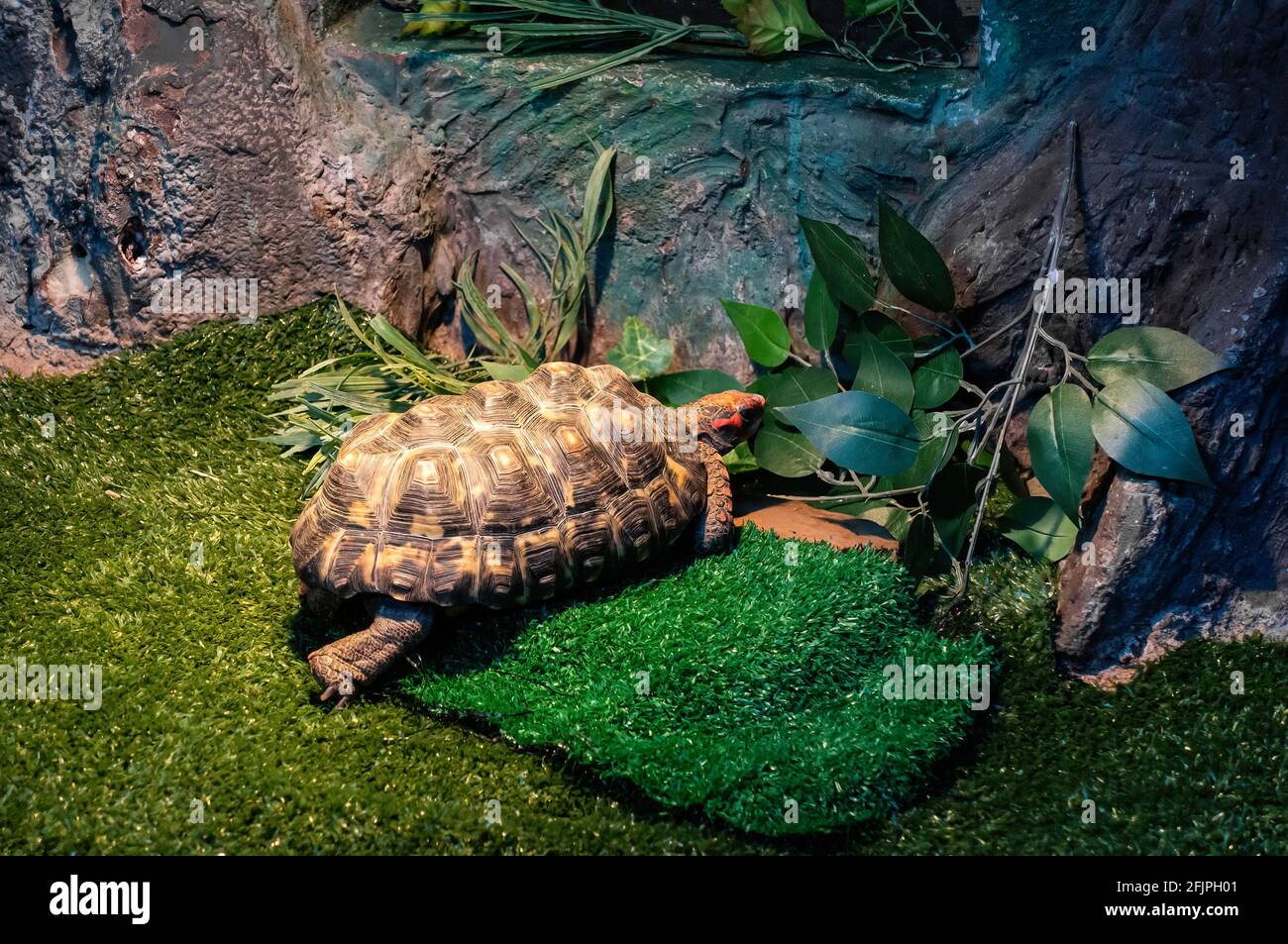 Red Footed Tortoise Habitat