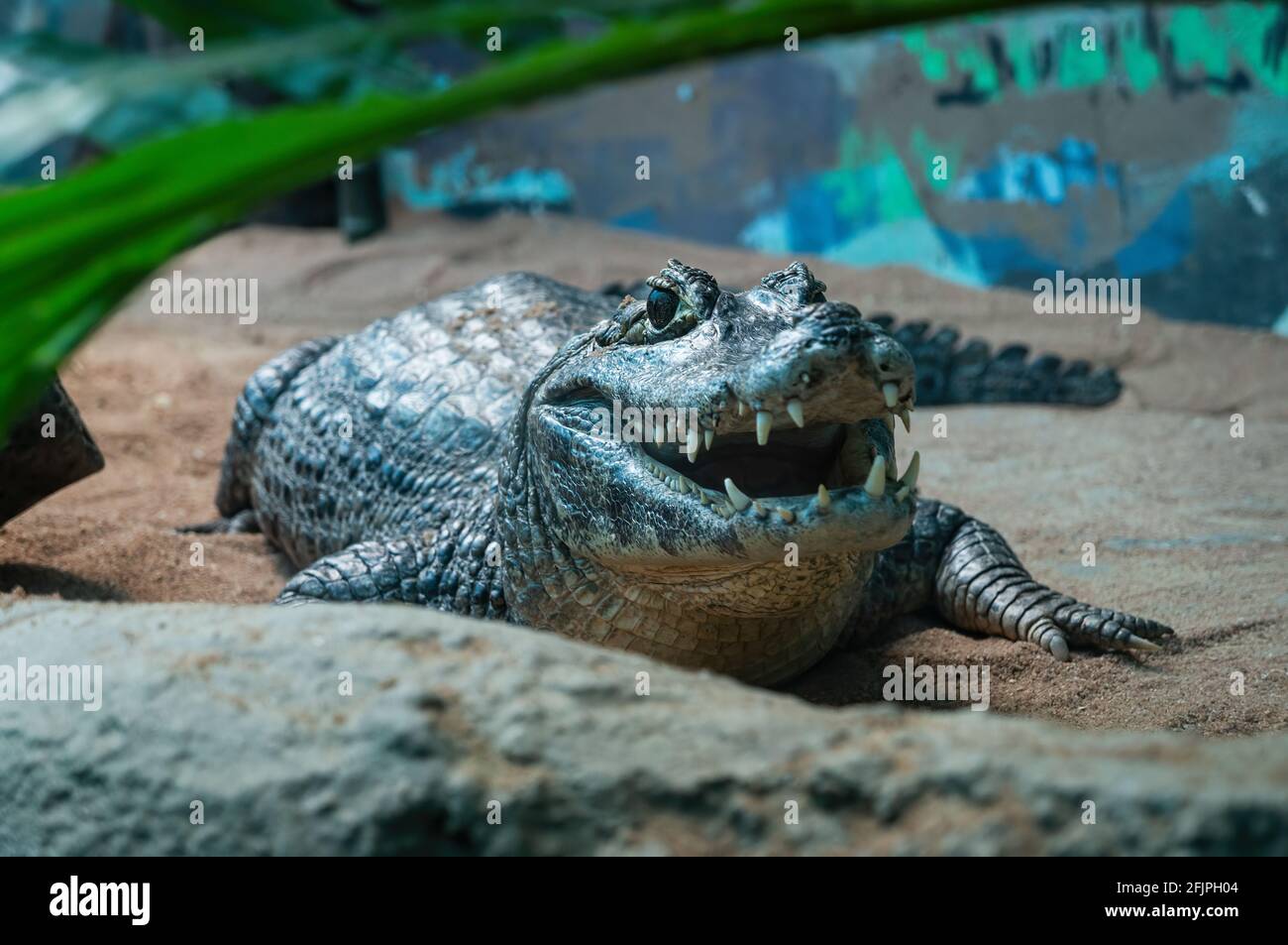 A Yacare caiman (Caiman yacare - species of caiman, crocodilian in the ...