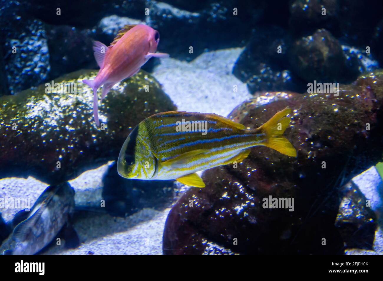 A Porkfish (Anisotremus virginicus - species of grunt native to the ...