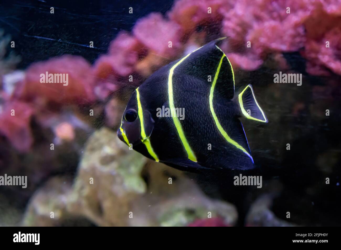 French Angelfish Juvenile