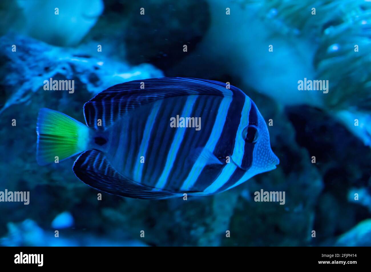 Coral reef ecosystem hi-res stock photography and images - Alamy