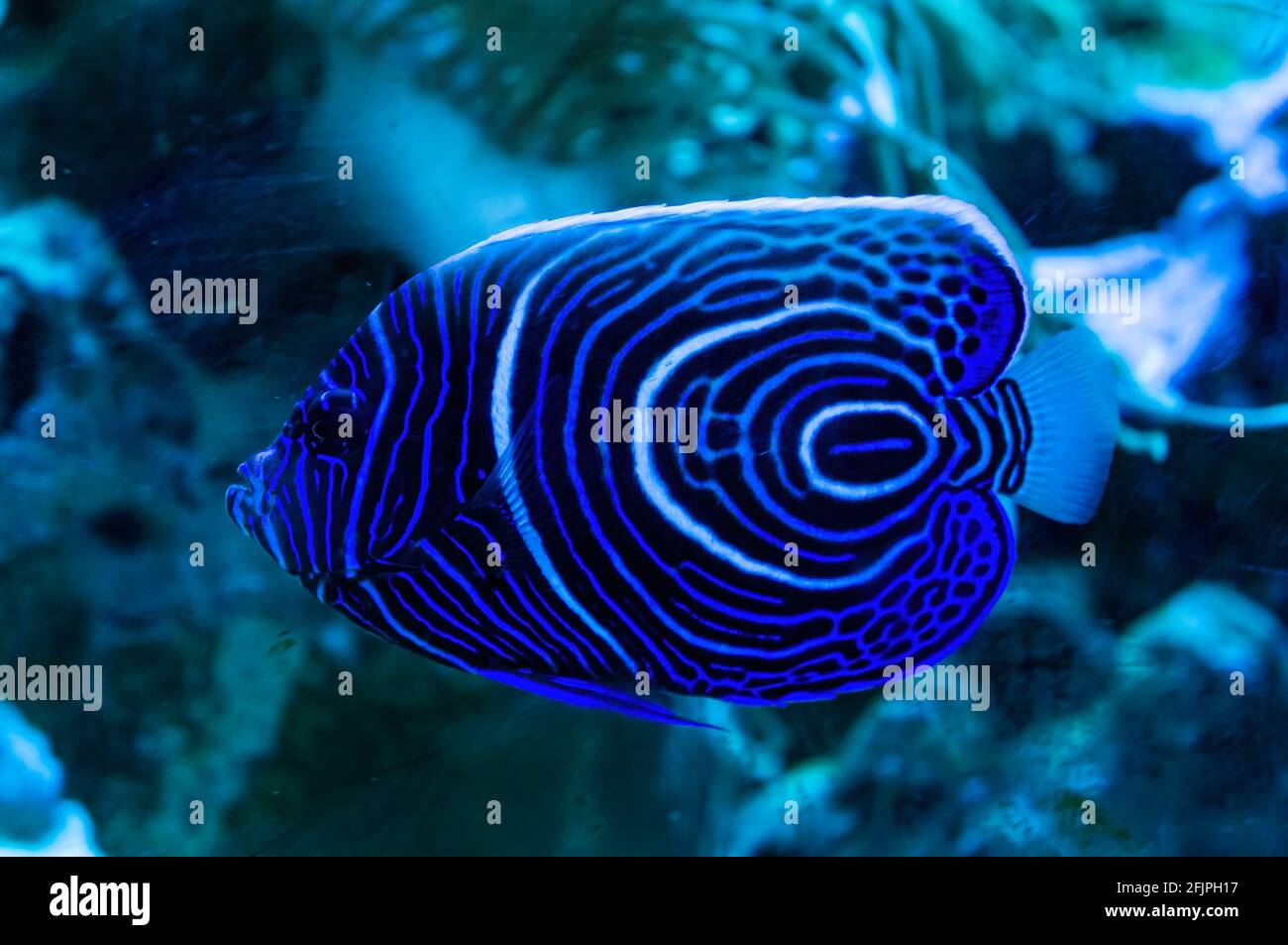 An Emperor angelfish (Pomacanthus imperator Juvenile - species of ...