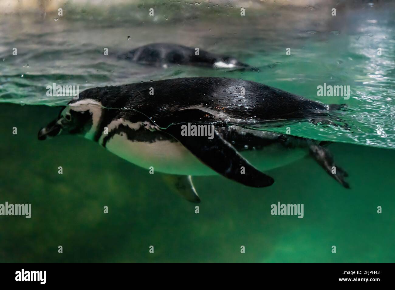 Glass penguin hi-res stock photography and images - Alamy