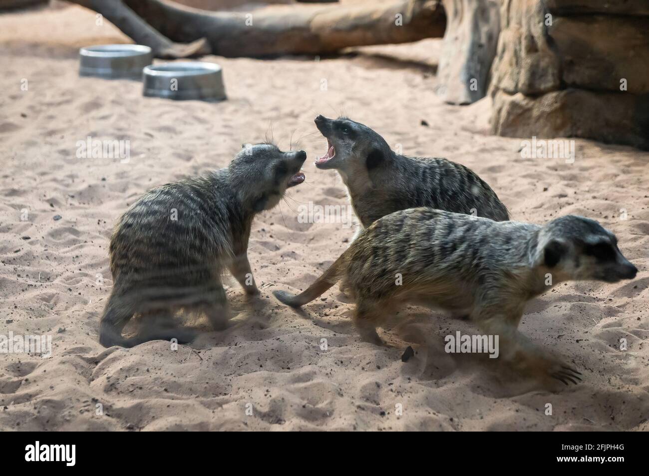 Mongoose and teeth hi-res stock photography and images - Alamy