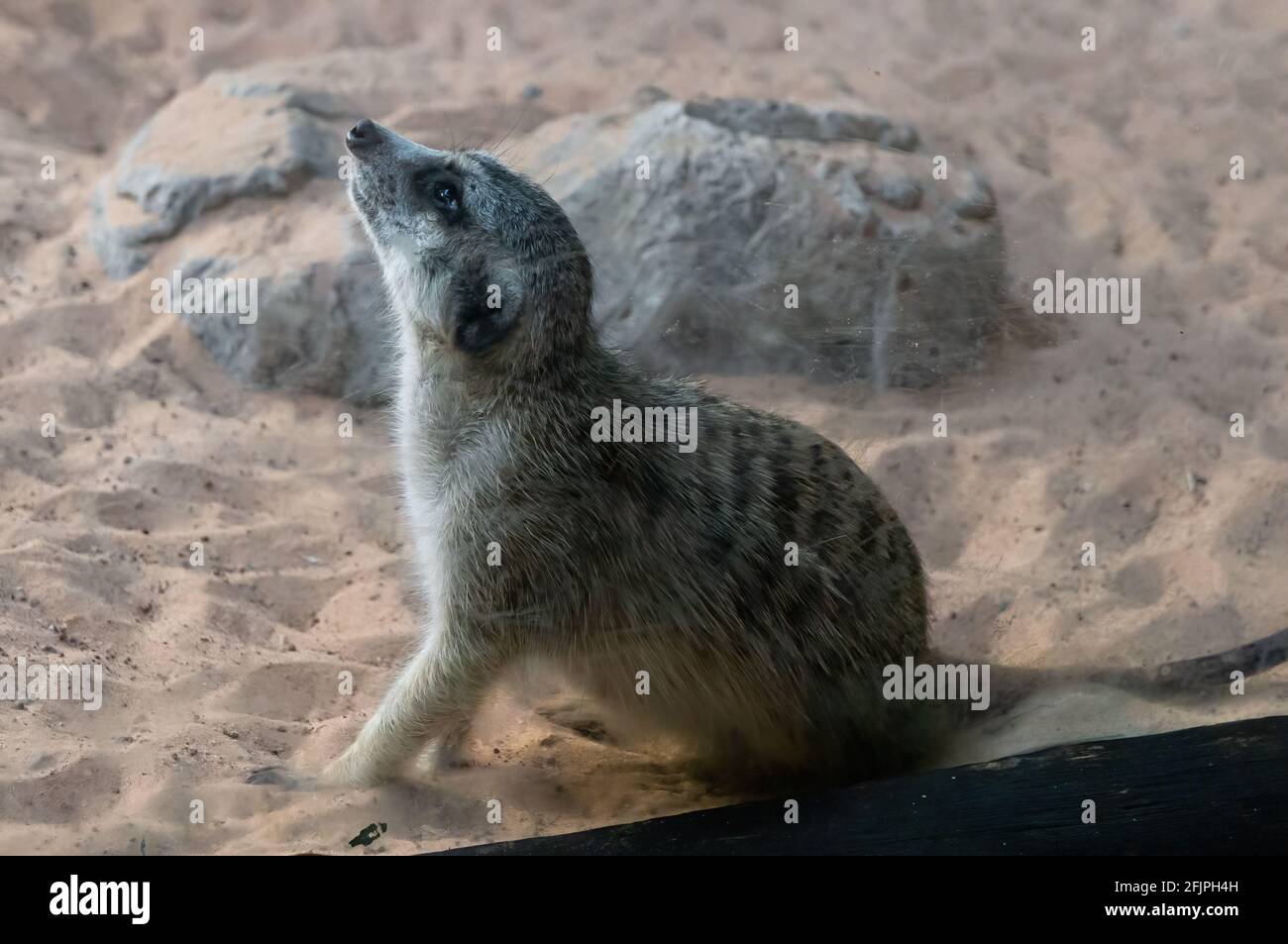 Tapering tail hi-res stock photography and images - Alamy