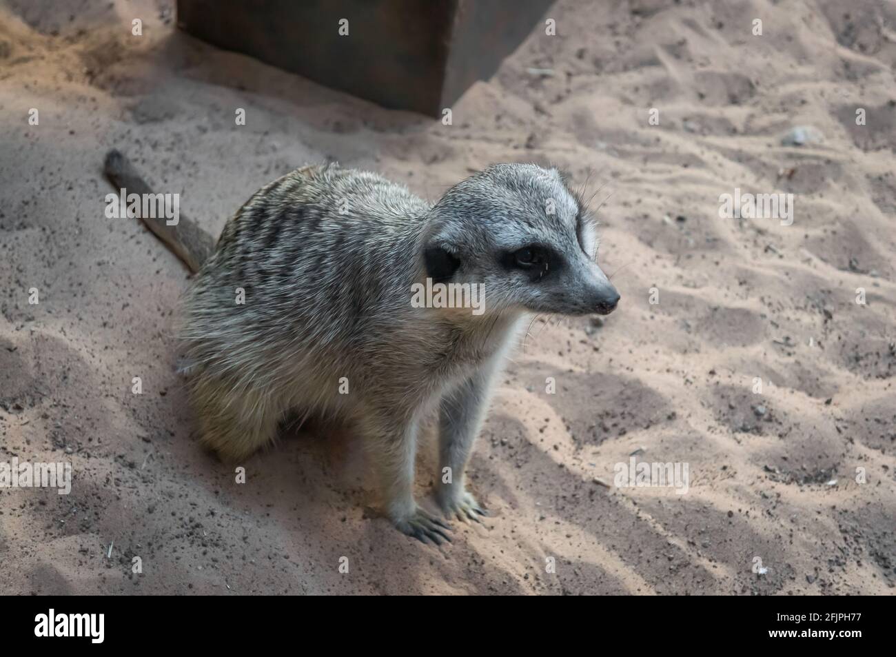 A vigilant Meerkat (Suricata suricatta - a small mongoose found in ...