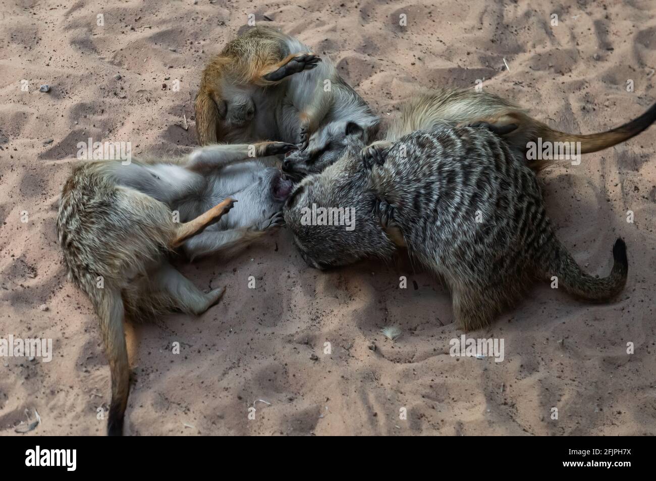 Mongoose small hi-res stock photography and images - Alamy
