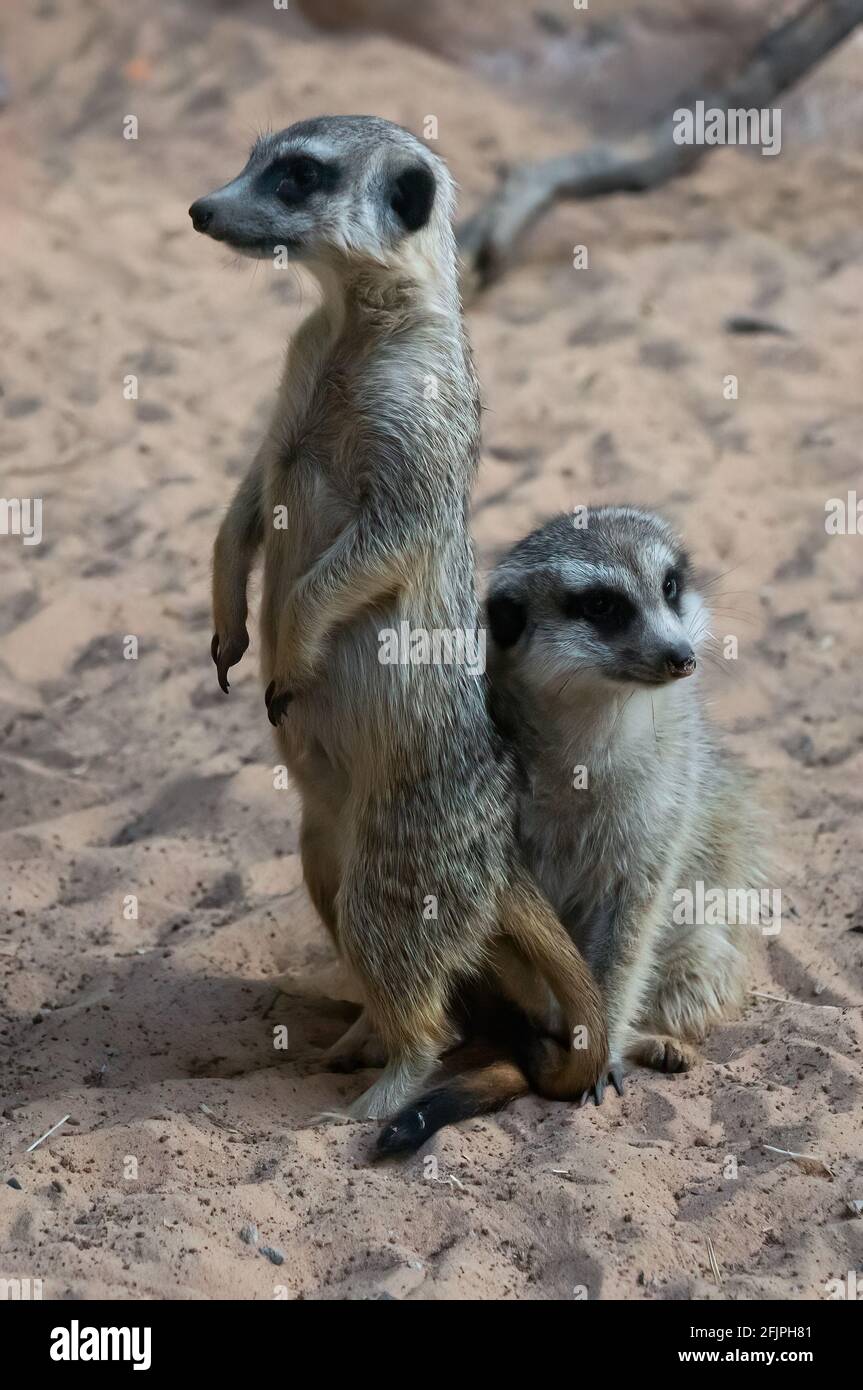 A vigilant Meerkat (Suricata suricatta - a small mongoose found in ...
