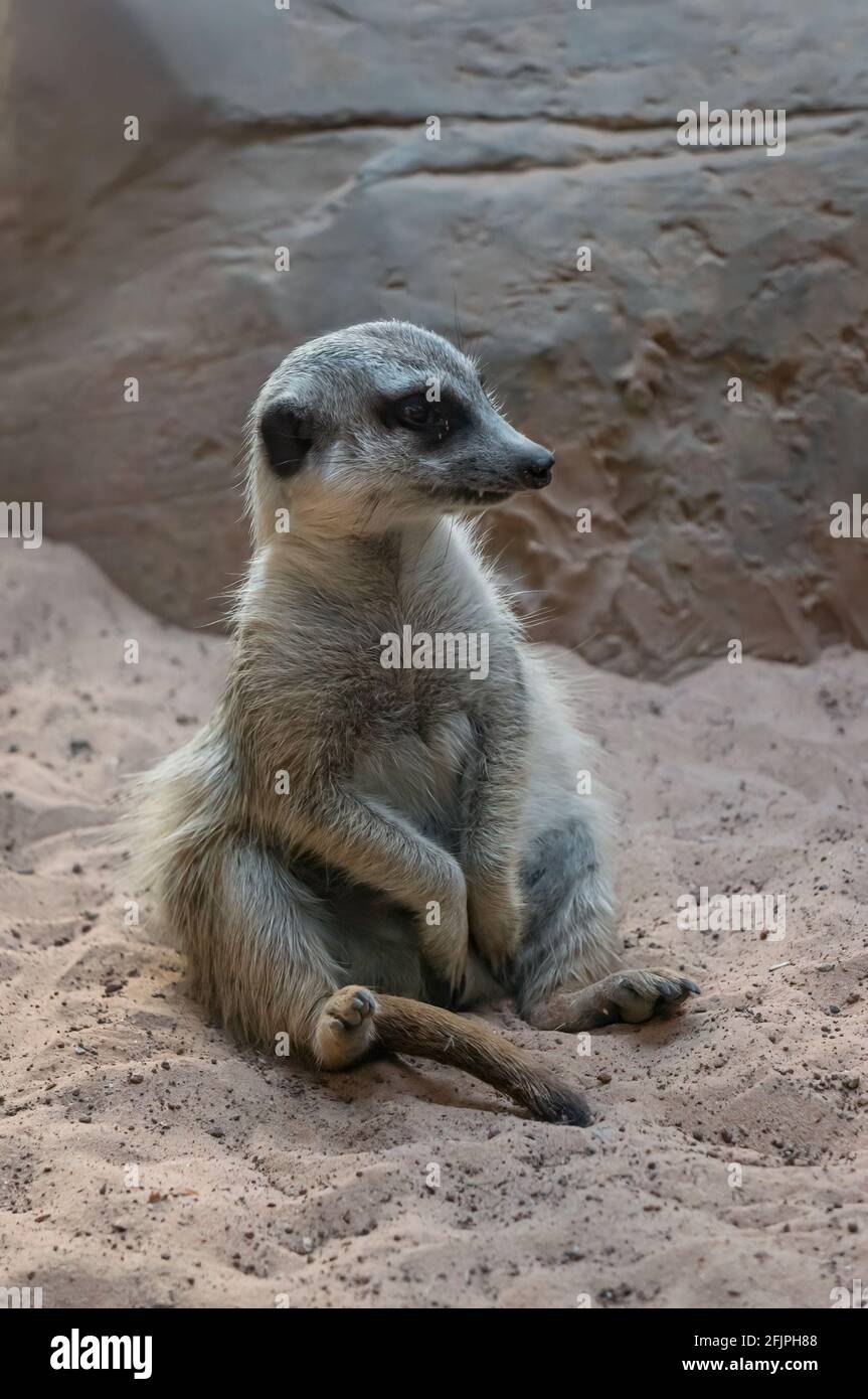 Mongoose small hi-res stock photography and images - Alamy