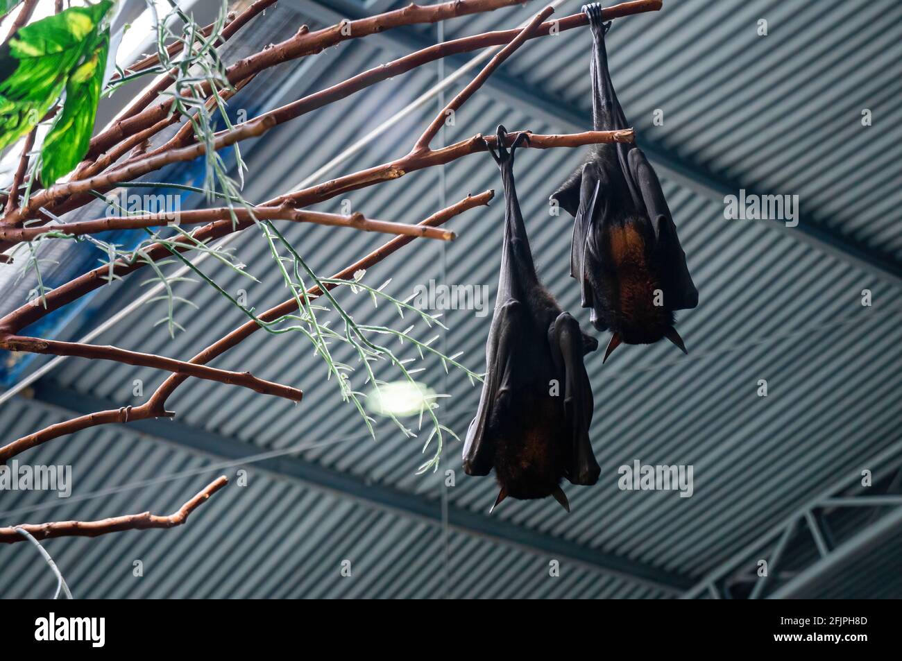 Malayan flying foxes hi-res stock photography and images - Alamy
